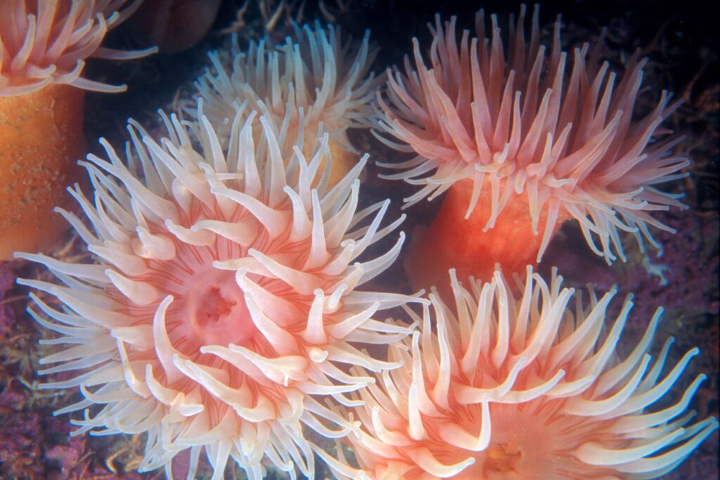 Plongée en apnée et sous-marine