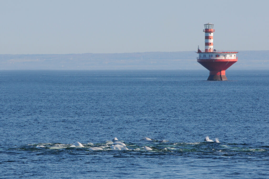 Rétrospective-2022 – Parc marin du Saguenay–Saint-Laurent